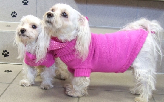 Hunde Strickpullover, Strickpullover Hunde, Hunde Rollkragenpullover ...