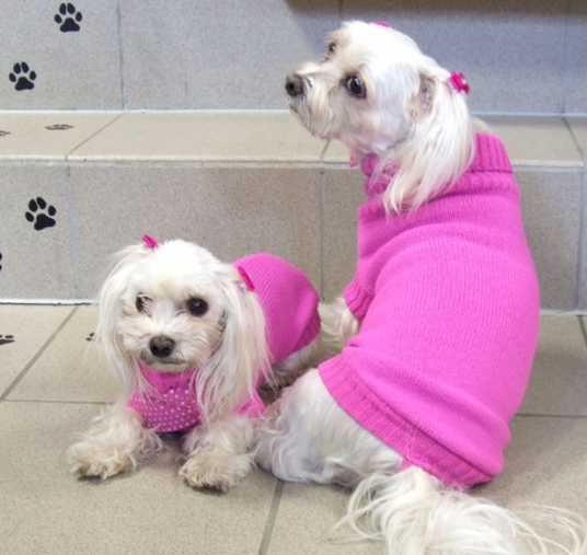 Hunde Strickpullover, Strickpullover Hunde, Hunde Rollkragenpullover ...